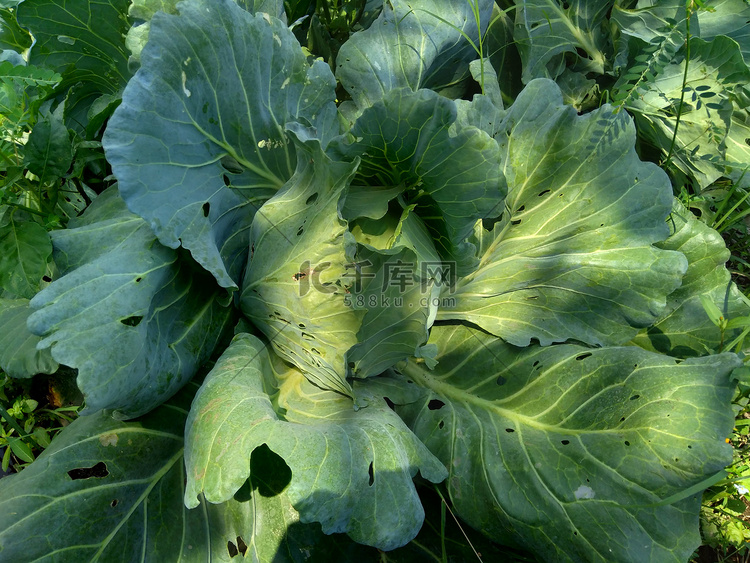 关闭年轻的绿色卷心菜植物 (Brassica oleracea)。高清摄影大图-千库网