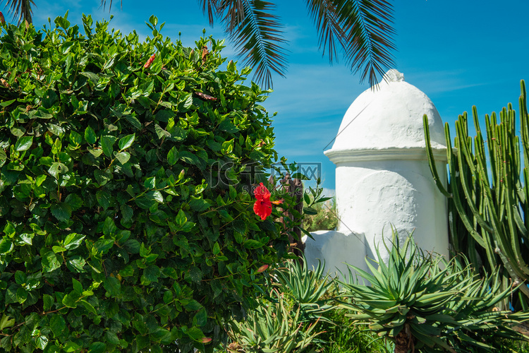 西班牙拉克鲁斯港特内里费岛美丽的树叶照片高清摄影大图-千库网