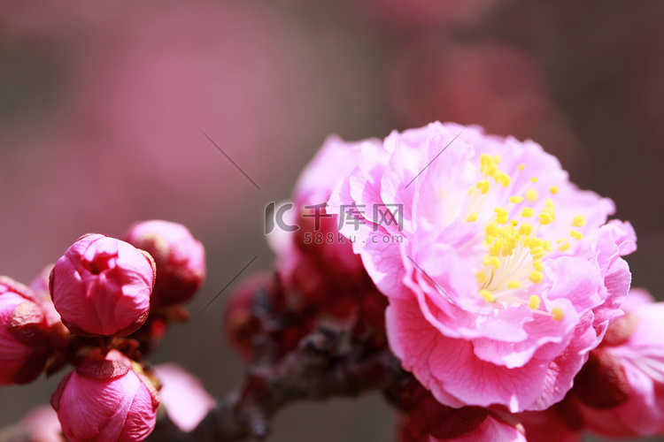 UME 日本梅花高清摄影大图-千库网