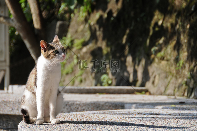 白棕猫抬头高清摄影大图-千库网