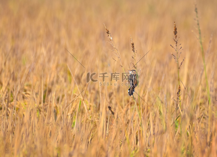 栖息在树枝上的 ziting cisticola 或条纹扇尾莺高清摄影大图-千库网
