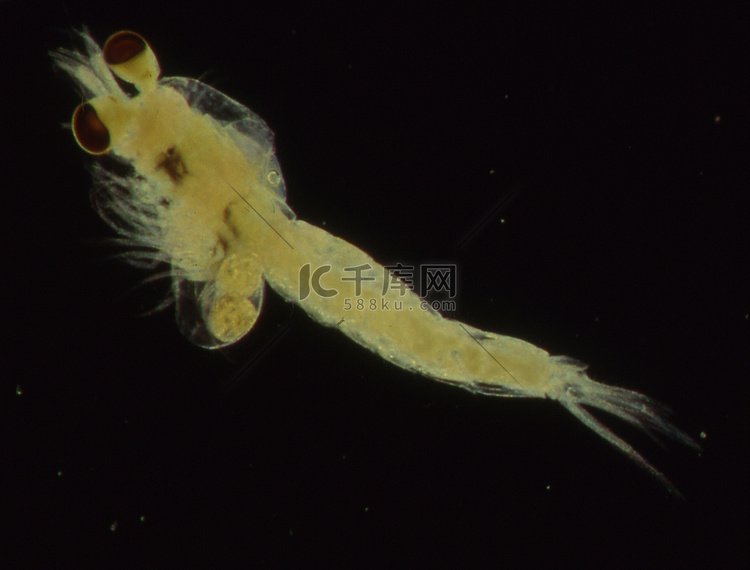 磷虾是一种带有天线的海洋浮游生物高清摄影大图-千库网