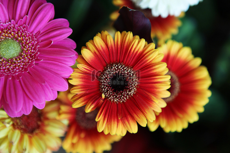 美丽的花朵图片高清摄影大图-千库网