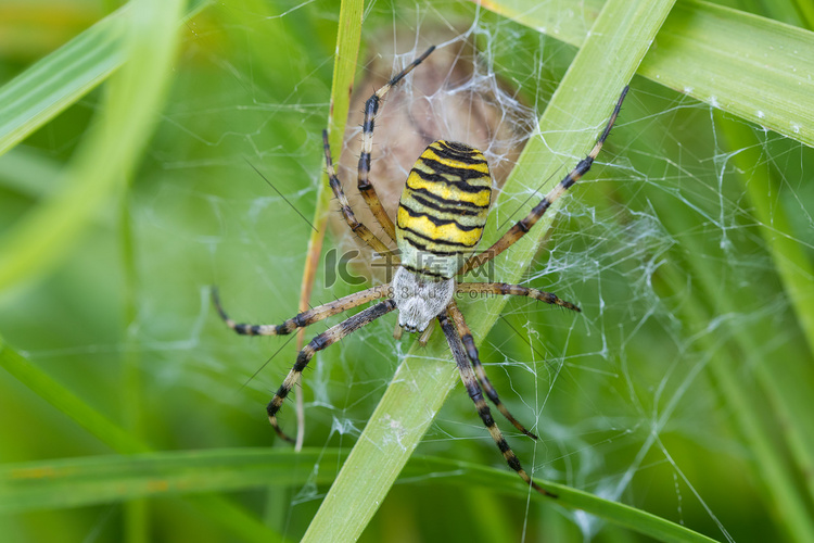网络上的 Argiope bruennichi（黄蜂蜘蛛）高清摄影大图-千库网
