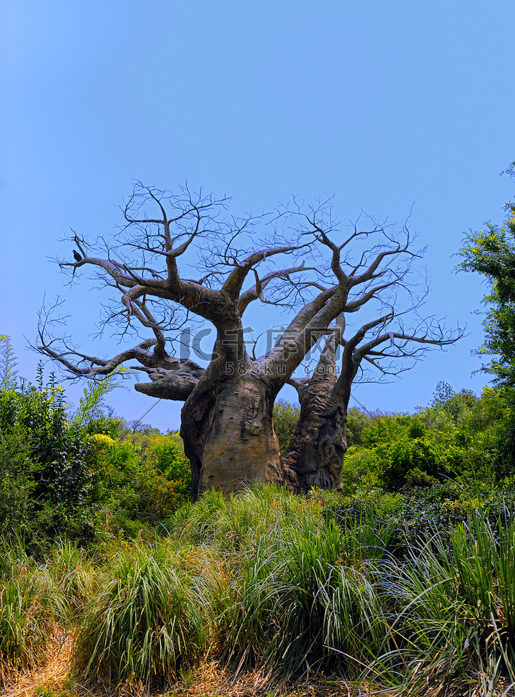 老荒树高清摄影大图-千库网