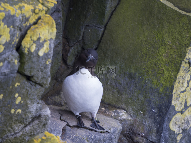 单特写 Razorbill (Alca torda) 站在 Latrabjarg 鸟悬崖的岩石上，岩石和石头背景，选择性聚焦，复制空间高清摄影大图-千库网