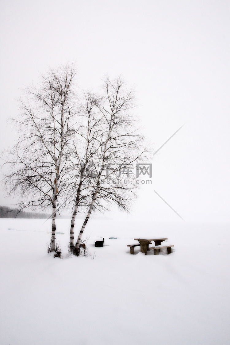 加拿大白杨树高清摄影大图-千库网