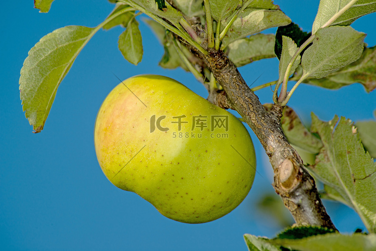 树上的苹果高清摄影大图-千库网