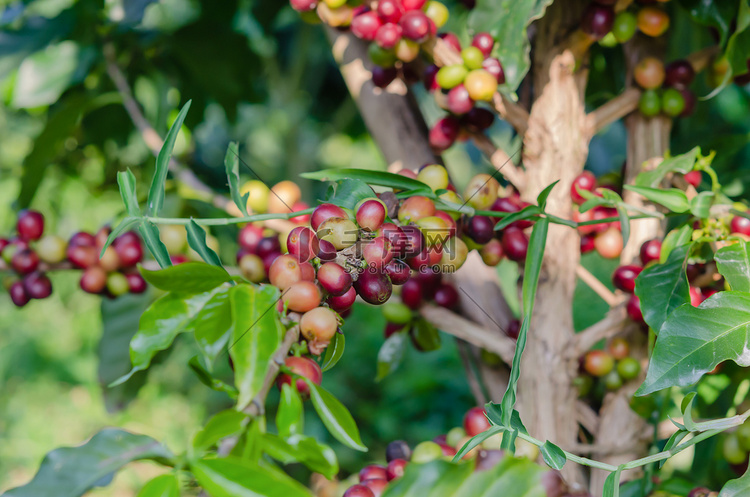 咖啡树高清摄影大图-千库网