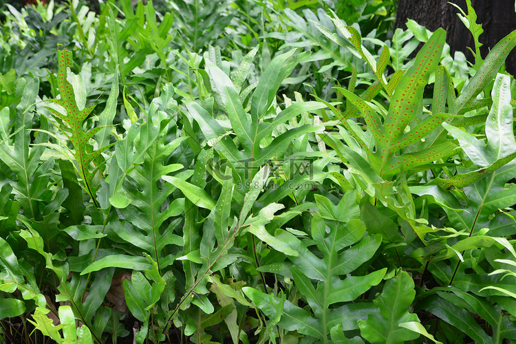 phymatodes scolopendria（帝王蕨）叶下的孢子和孢子高清摄影大图-千库网