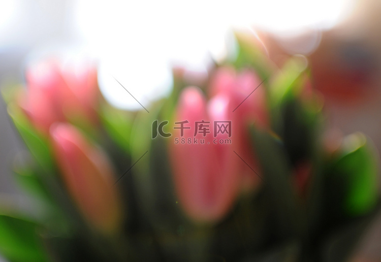 一束鲜切花高清摄影大图-千库网