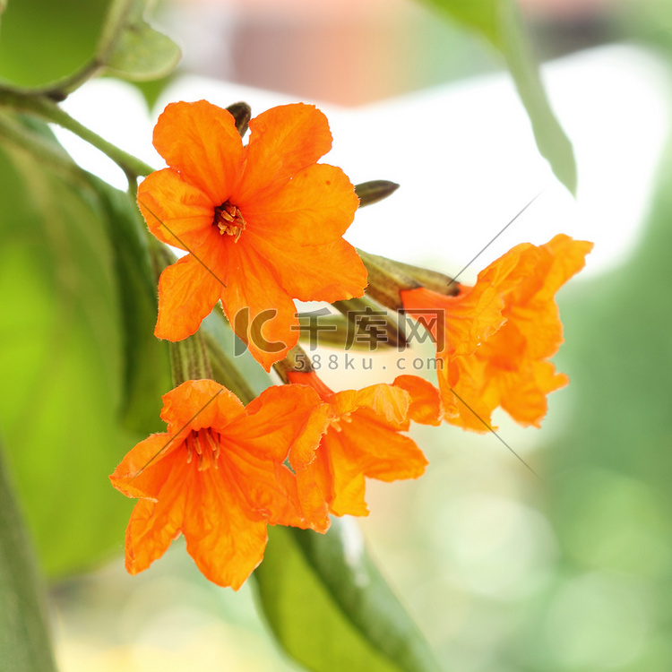 美丽的 Cordia sebestena 特写高清摄影大图-千库网