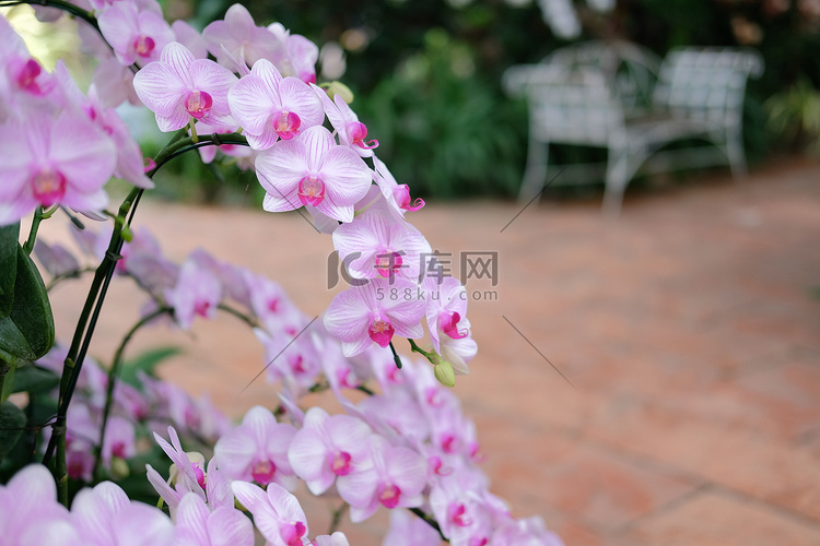 装饰在庭院里的紫色兰花高清摄影大图-千库网