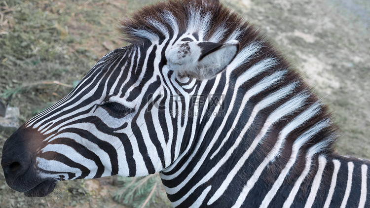 美丽的斑马，穿着整齐的动物，草地背景上美丽动物的肖像。高清摄影大图-千库网
