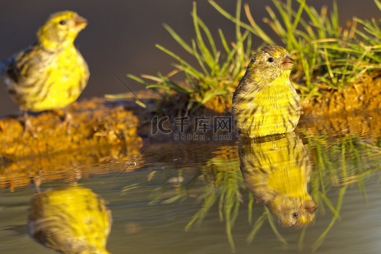 Serin，地中海森林，西班牙高清摄影大图-千库网
