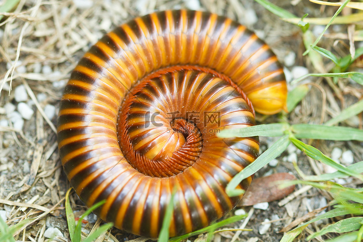 关闭千足虫的视图高清摄影大图-千库网