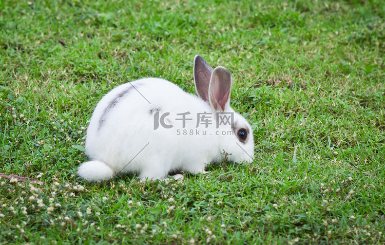 白兔子高清摄影大图-千库网