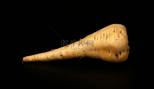 一根欧洲防风草根被黑色隔离高清摄影大图-千库网