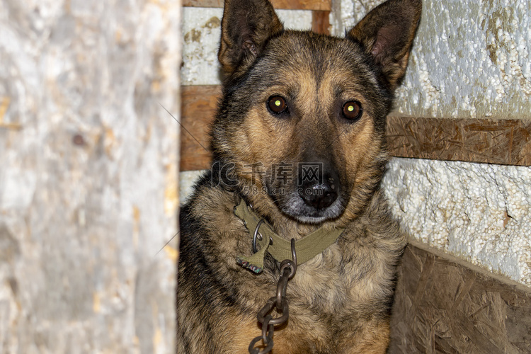 家牧羊犬。 高清摄影大图-千库网