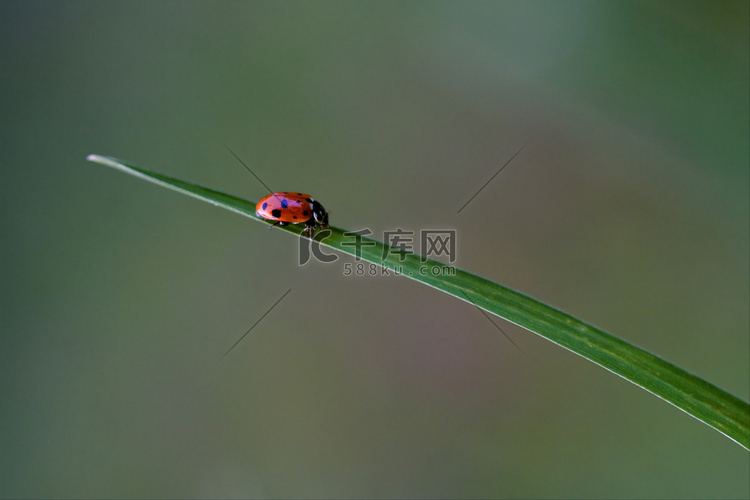 草地上的 anatis ocellata 鞘翅目高清摄影大图-千库网