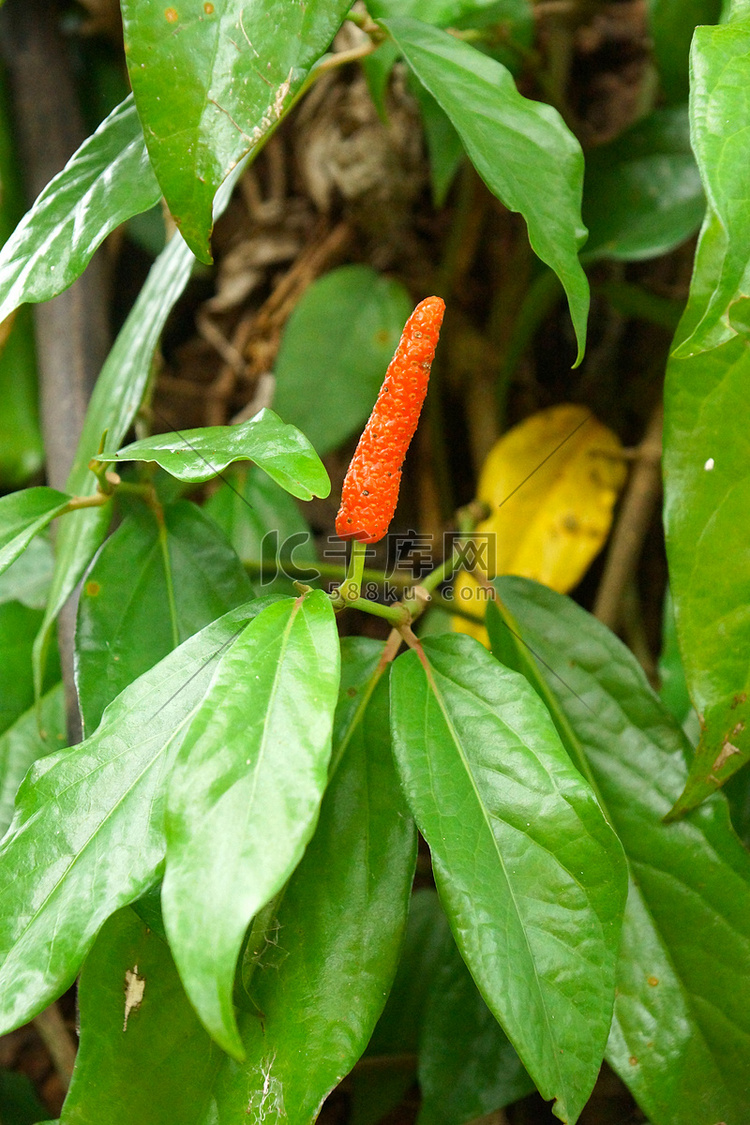 树上的新鲜长胡椒 (Piper retrofractum Vahl)。高清摄影大图-千库网