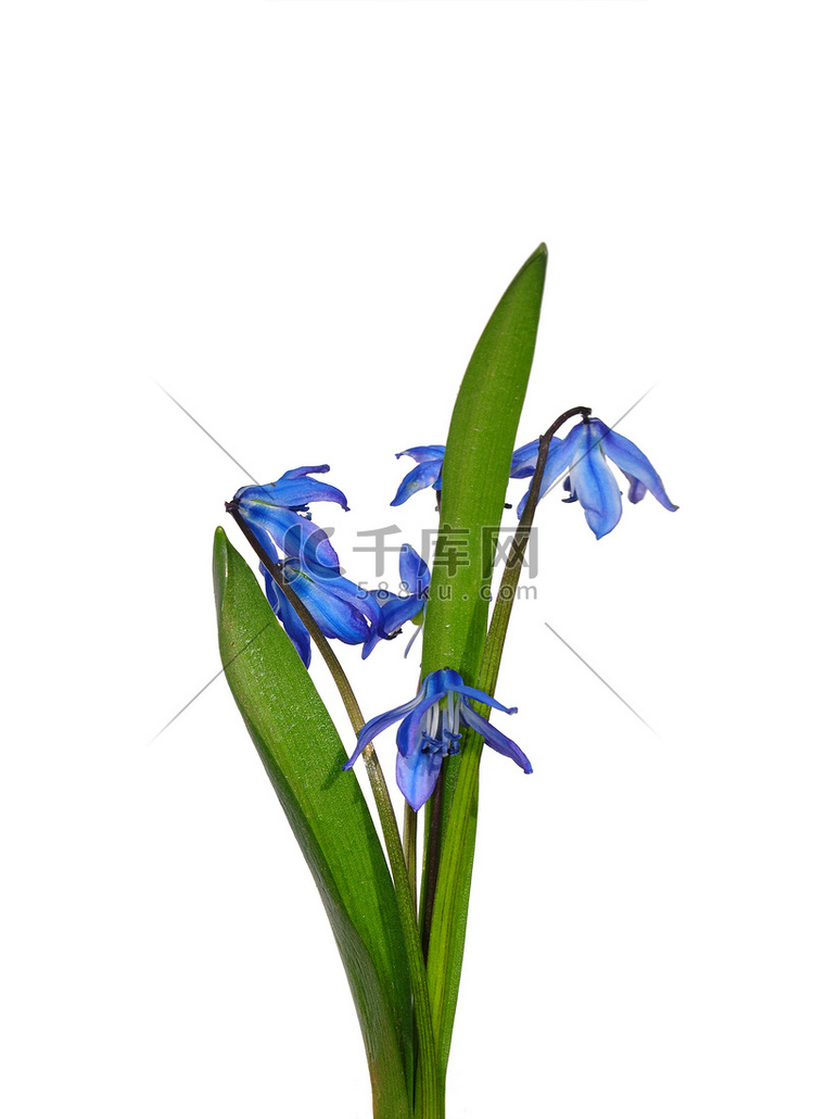 西伯利亚海贼 (Scilla sibirica)高清摄影大图-千库网