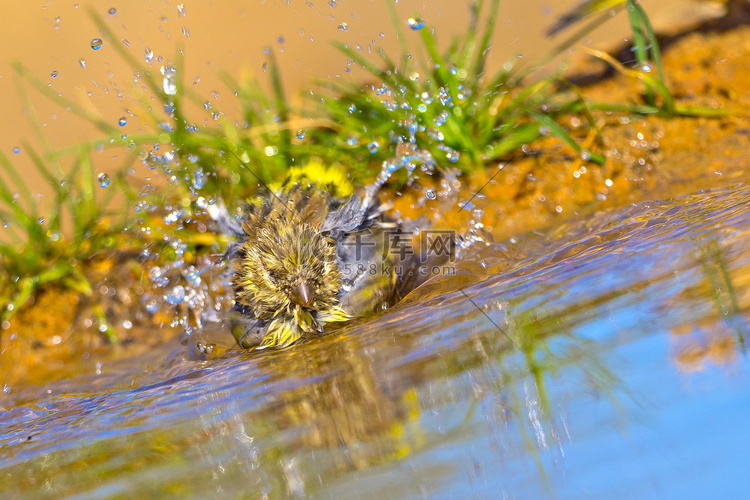 Serin，地中海森林，西班牙高清摄影大图-千库网