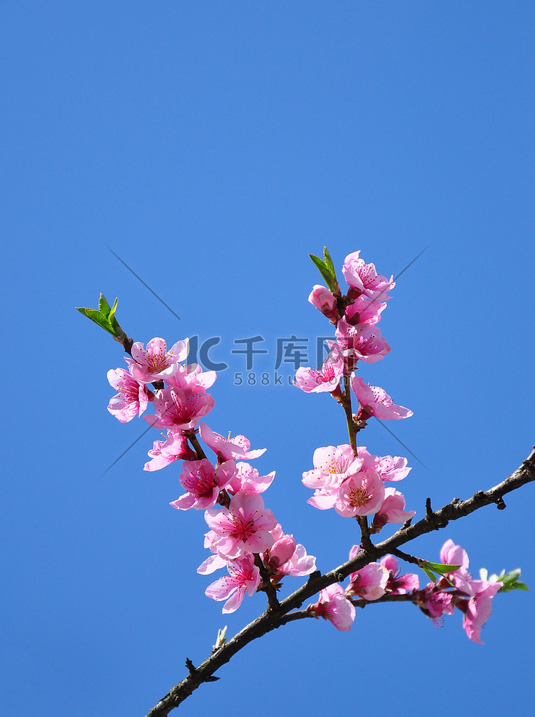 桃花（Prunus persica）高清摄影大图-千库网
