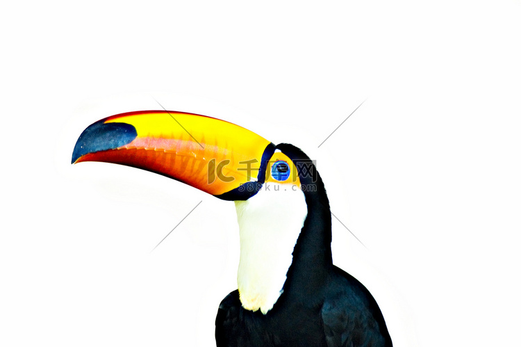 toucan高清摄影大图-千库网