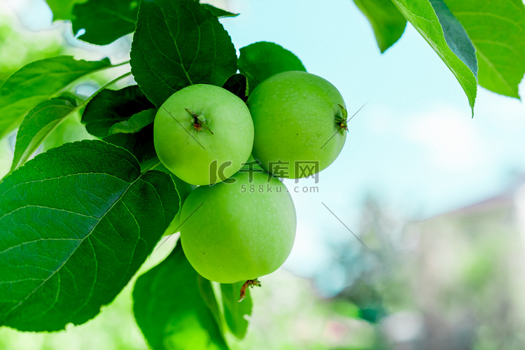 有成熟的苹果和樱桃的花园高清摄影大图-千库网