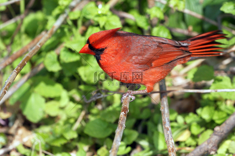 红衣主教 Cardinalidae 雄性高清摄影大图-千库网