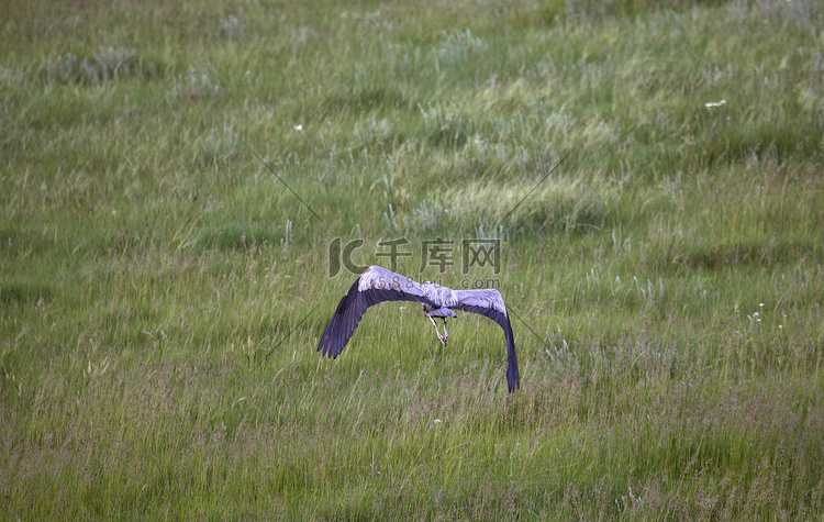 大蓝鹭在风景秀丽的萨斯喀彻温省飞行高清摄影大图-千库网
