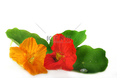 旱金莲高清摄影大图-千库网