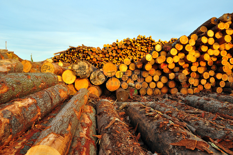 树干高清摄影大图-千库网