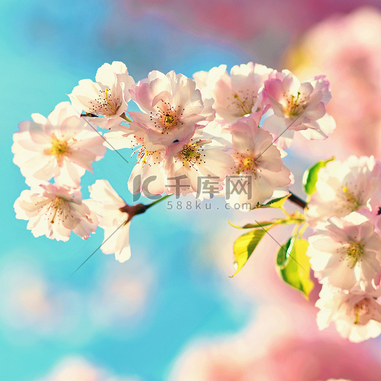 春天的背景。高清摄影大图-千库网