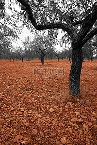 橘子树高清摄影大图-千库网