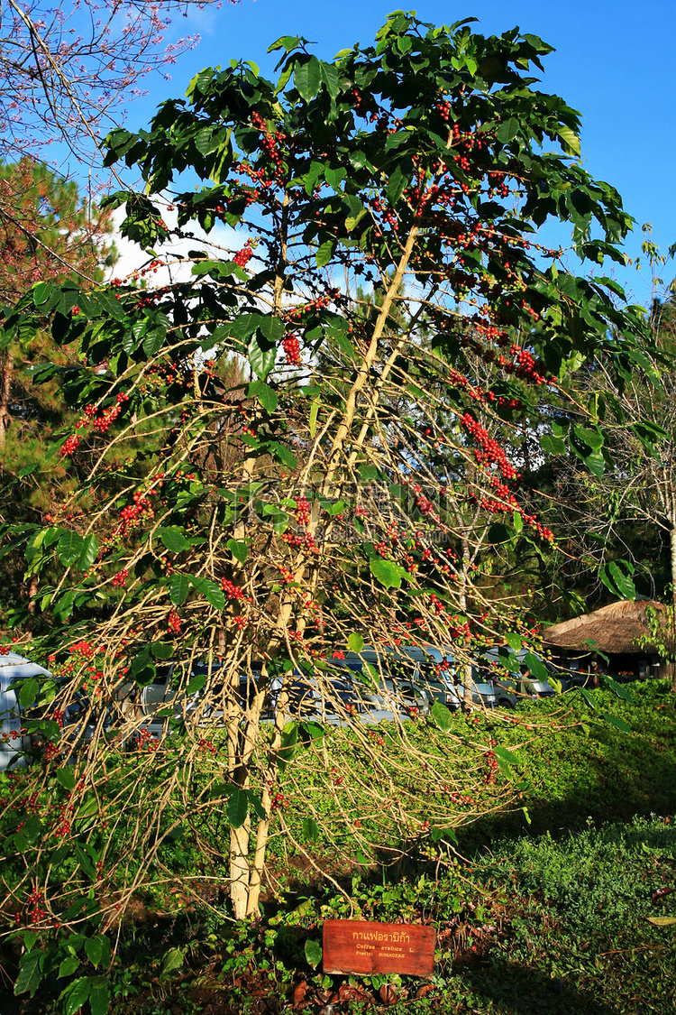 咖啡树高清摄影大图-千库网