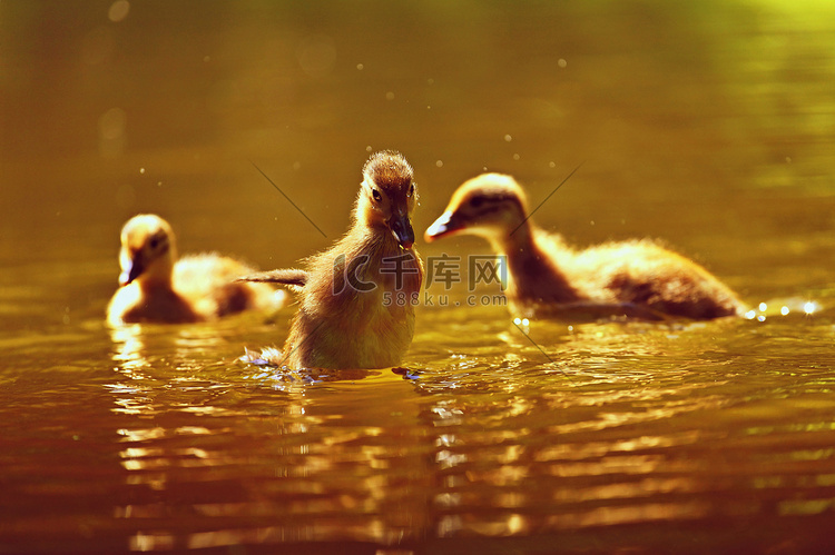 小鸭。高清摄影大图-千库网
