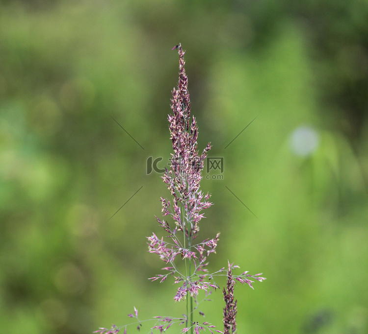 Holcus lanatus，常见名称包括约克郡雾、簇状草和草甸软草高清摄影大图-千库网