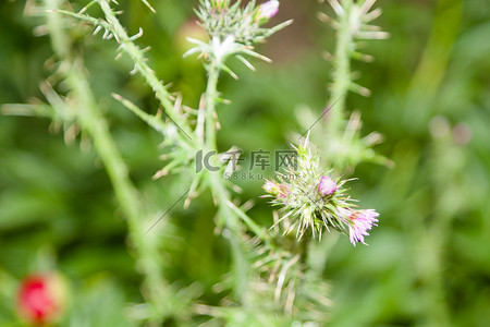 加州蓟高清摄影大图-千库网