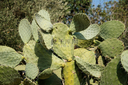 “森林中的 tzabar 仙人掌或仙人掌 (Opuntia ficus Indica) 丛”高清摄影大图-千库网
