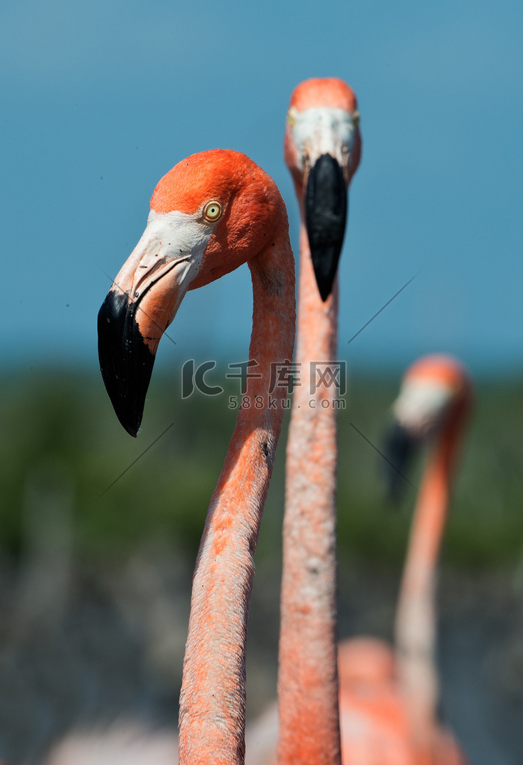 美国火烈鸟 (Phoenicopterus ruber)高清摄影大图-千库网