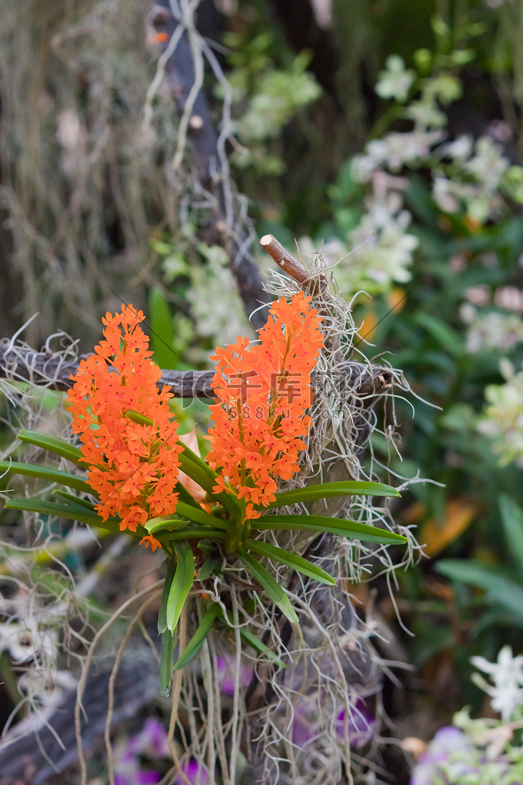 美丽的兰花高清摄影大图-千库网