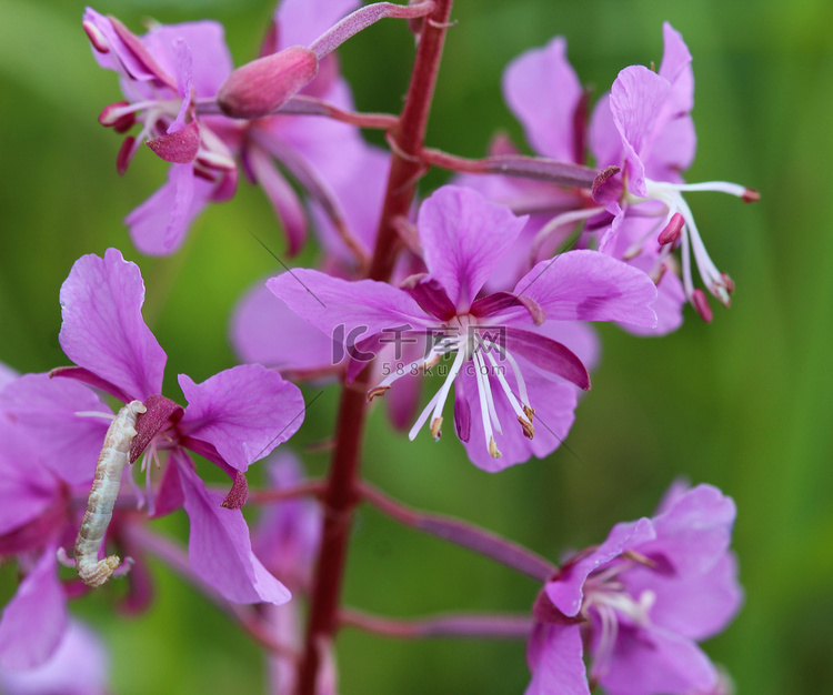 Chamaenerion angustifolium，被称为火草、伟大的柳草和 rosebay 柳草高清摄影大图-千库网