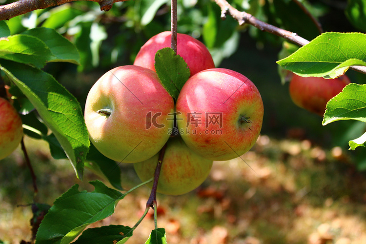 苹果树上的苹果高清摄影大图-千库网