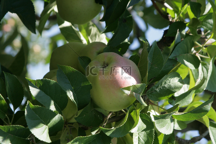 树上的苹果高清摄影大图-千库网