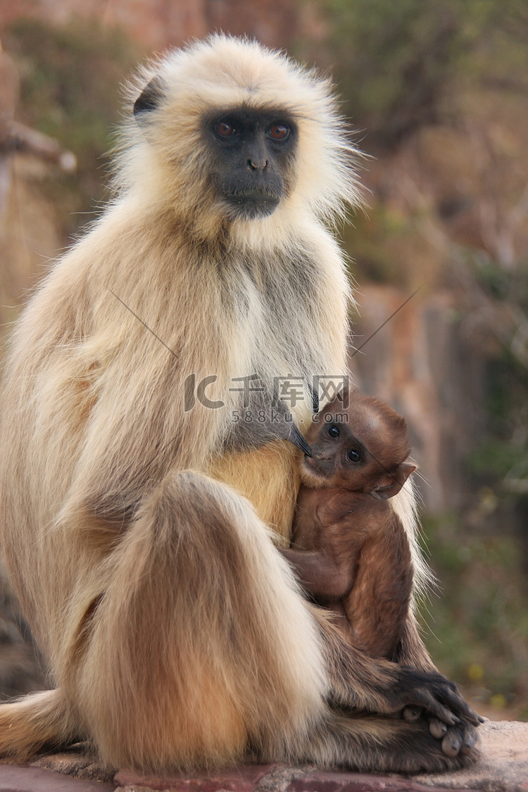 灰叶猴 (Semnopithecus dussumieri) 和一个坐在 Ra 的婴儿高清摄影大图-千库网