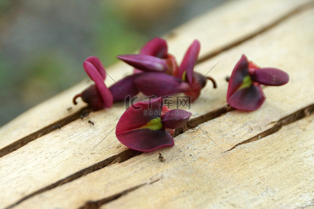 Callerya atropurpurea Benth 的红色花朵。高清摄影大图-千库网