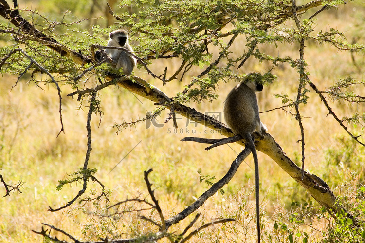 Samango（蓝猴）-6高清摄影大图-千库网