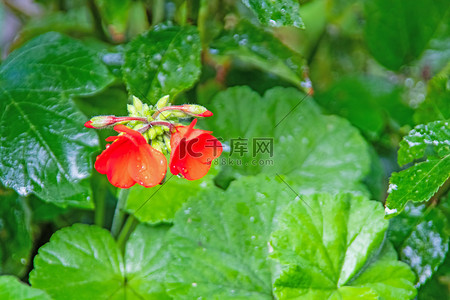 有红色花的天竺葵植物高清摄影大图-千库网